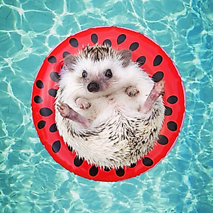 SEZDEKI 5 Pack Bearded Dragon Bathtub Toy - Small Animal Toy Inflatable Float for Hedgehog Lizard Ferret Tortoise Small Pets Accessories Photo Shoot Toy Pet Supplies (5 Pcs)