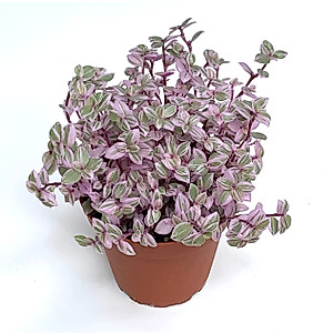 Tradescantia Pink Panther Houseplants Live Potted