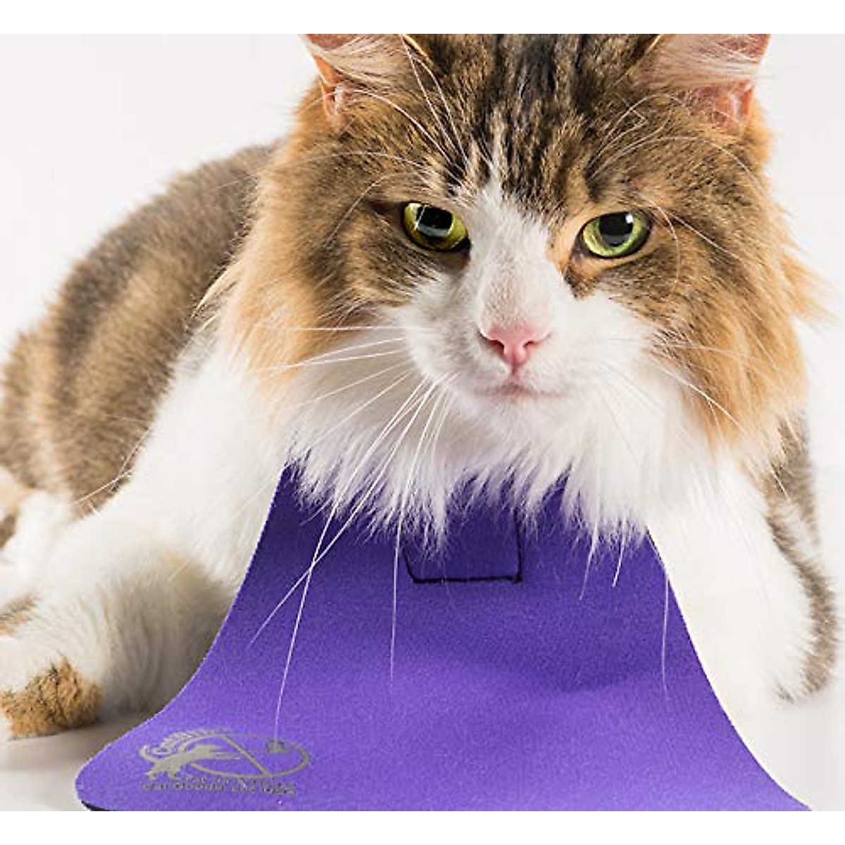 CatBib - Saves Birds, Protects Cats (Small, Turquoise)