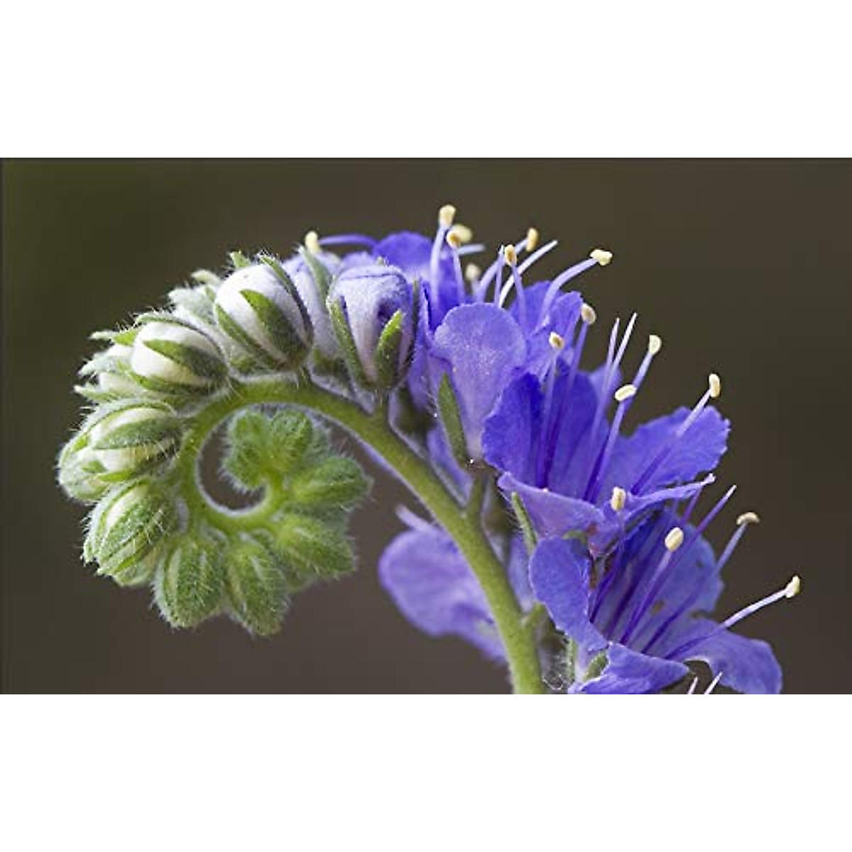 1161B-Tall Purple Fiddleneck (Phacelia tanacetifolia) Seeds by Robsrareandgiantseeds UPC0764425787952 Non-GMO,Organic,USA Grower,Bonsai,1161-B Package of 25 Seeds