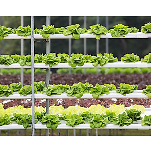 Lettuce Seeds for Planting - Plant & Grow Buttercrunch Lettuce Indoor/Outdoor Hydroponic Home Vegetable Gardens - 500 Heirloom Non GMO Seeds per Packet with Instructions, 1 Packet