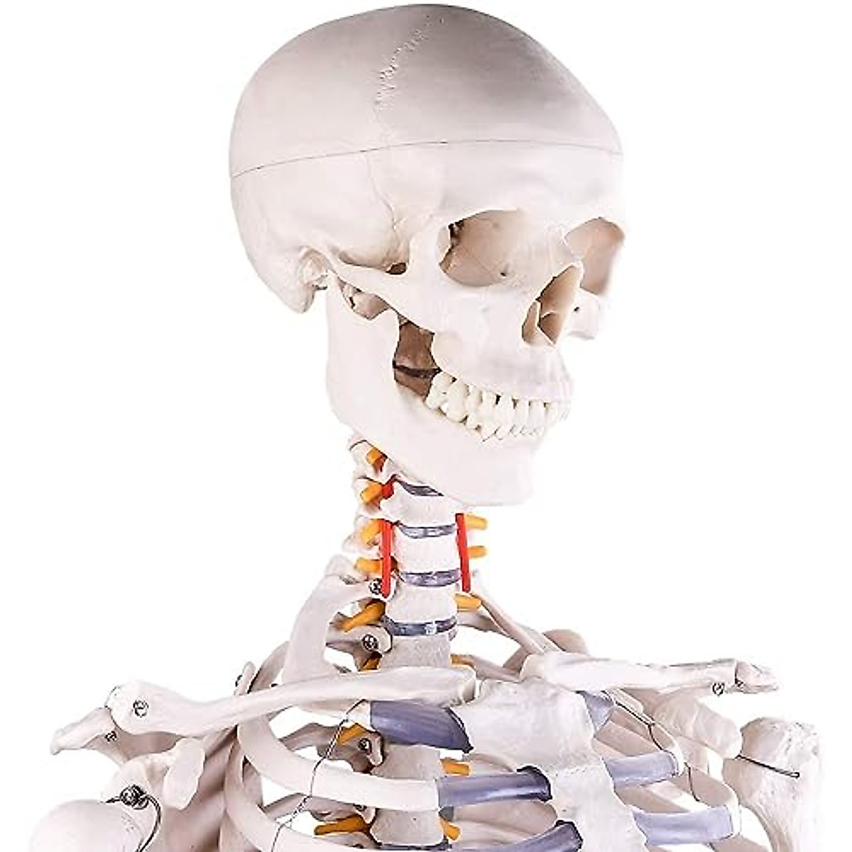 RONTEN Human Skeleton Model for Medical Study, 70.8" Life Size Medical Anatomical Skeleton, Including Adjustable Rolling Stand + Cover + Poster
