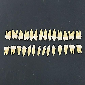 Dentalmall 1 Box Dental Model Teeth Model 28 Pcs 1:1 Full Permanent Teeth M7021