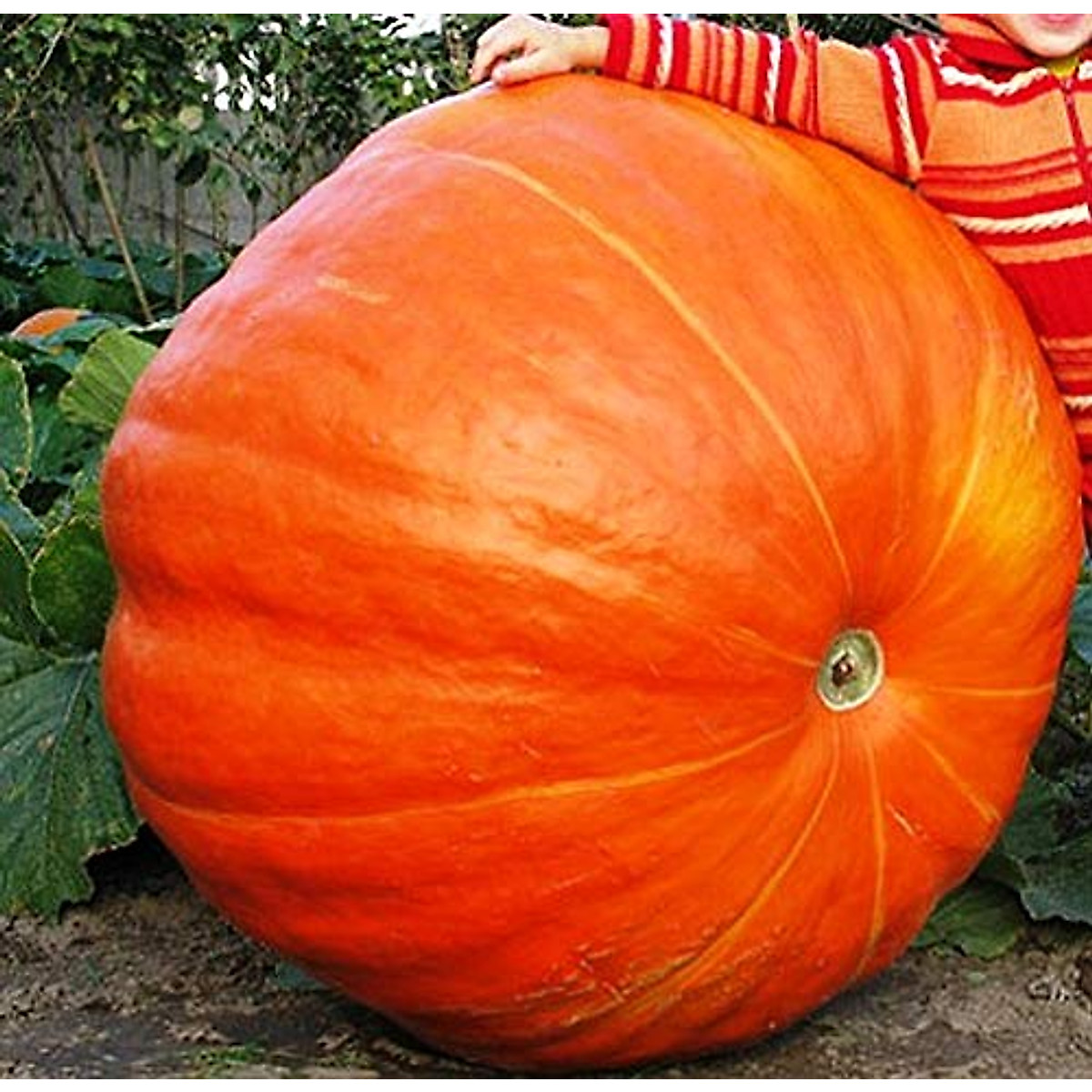 Giant Pumpkin Titan 10 Seeds for Planting Large Oversized Squash Gourd Non-GMO