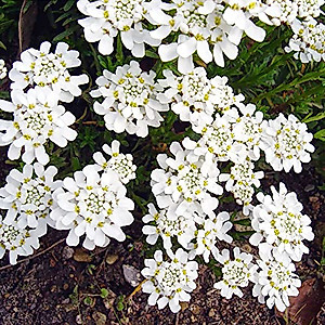 Iberis Sempervirens Seeds Evergreen Candytuft Perennial Ground Cover Showy Attracts Butterflies Drought Tolerant Deer Resistant Rock Garden Outdoor 100Pcs Flower Seeds by YEGAOL Garden