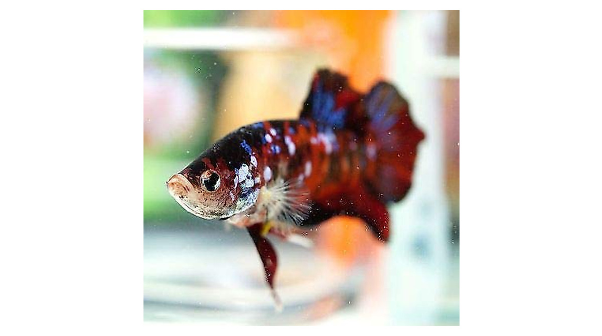 Buy Stunning Male Galaxy Betta Fish Online