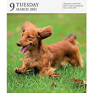 Dog Page-A-Day Gallery Calendar 2021