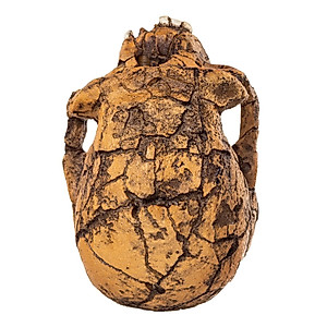 Homo Habilis KNM ER 1813 Skull (Teaching Quality Recreation)