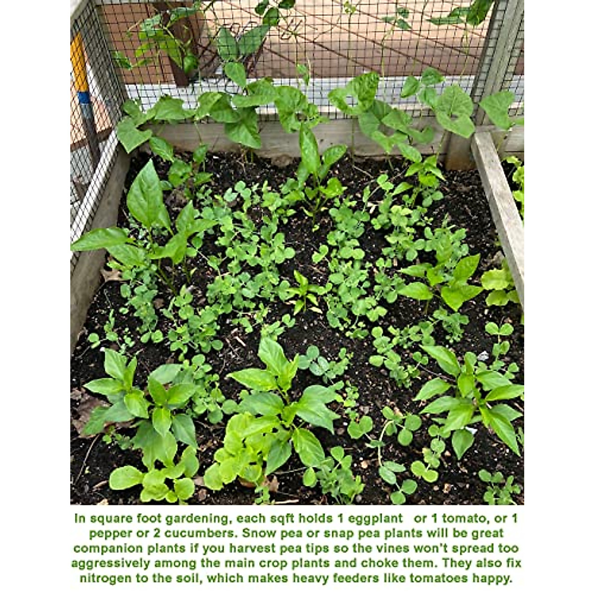 Sugar Snap Pea Seeds for Planting Vegetables and Fruits.Non GMO Heirloom Seeds Vegetable Seeds for Planting Home Garden or Hydroponic Pods-15g, Approx. 65 Garden Seeds Sugar Snap Pea Plant Seeds. USA