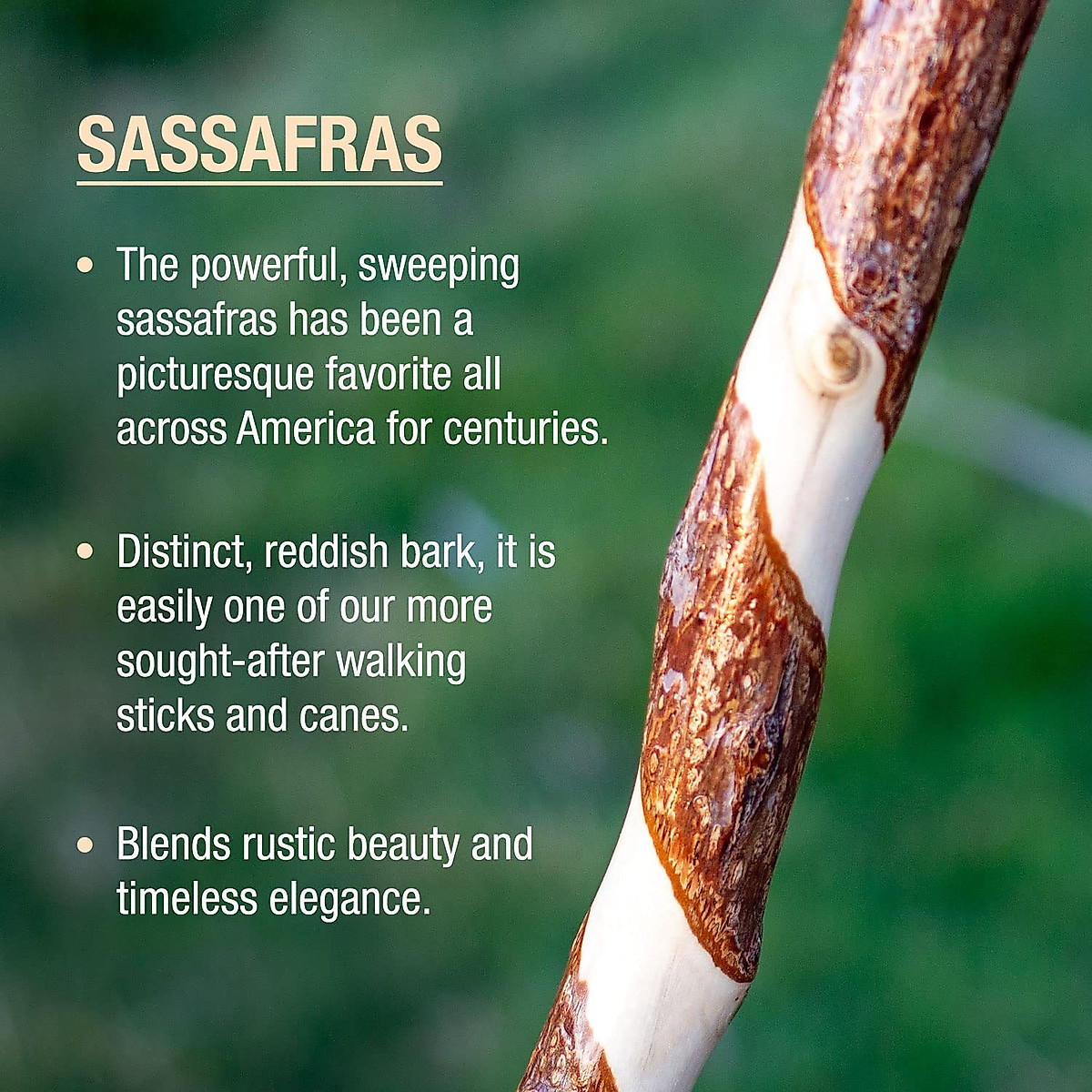 Brazos Rustic Wood Walking Stick, Twisted Sassafras, Traditional Style Handle, for Men & Women, Made in The USA, 55"