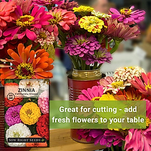 Sow Right Seeds California Giant Zinnia Seeds - Full Instructions for Planting, Beautiful to Plant in Your Flower Garden; Non-GMO Heirloom Seeds; Wonderful Gardening Gifts (4)