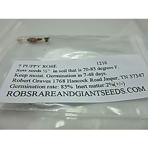 1216-Puppy Rose (Rosa Canina) Seeds by Robsrareandgiantseeds UPC0764425788690 Non-GMO,Organic,USA Grower,Historic plants,Showy,Bonsai,Exotic,Rosehip-Tea-Oil-Syrup,Wild-Dog Rose,1216 Package of 7 Seeds