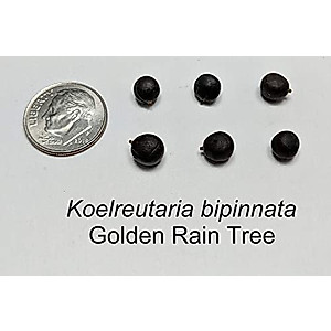 Chinese Golden Rain Tree Seeds for Planting - 6 Seeds - Koelreuteria bipinnata