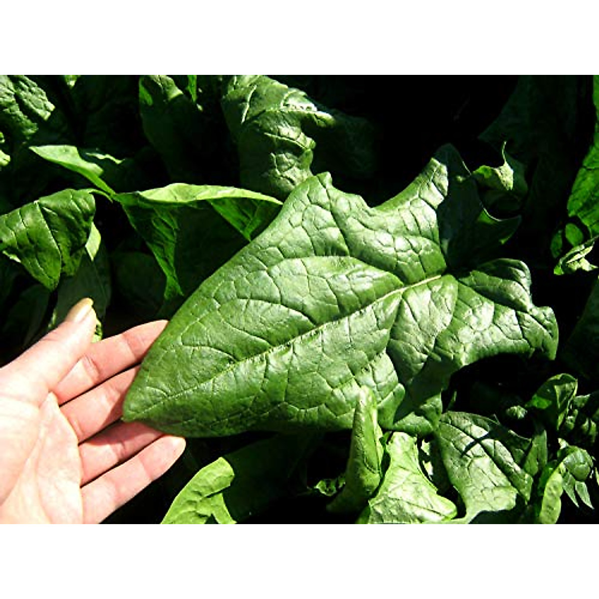 Gaea's Blessing Seeds - Spinach Seeds (3.0g) - Giant Winter Spinach Non-GMO Seeds with Easy to Follow Planting Instructions - Open-Pollinated Heirloom 95% Germination Rate