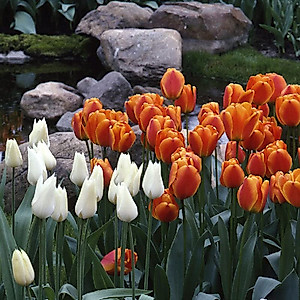 Tulip Bulbs - Apeldoorn Elite - Bag of 100, Spring/Red with Yellow Edeged Flowers