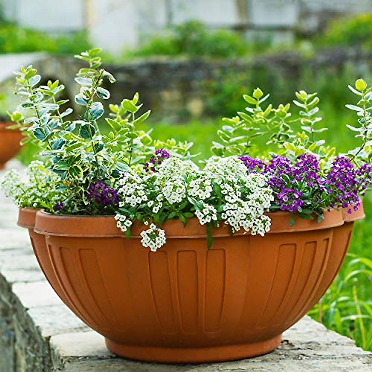Outsidepride Lobularia Maritima Alyssum Sweet Drought & Heat Tolerant Wild Flowers - 5000 Seeds