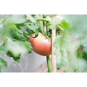 Sereniseed Certified Organic Tomato Seeds (10-Pack) – Non GMO, Open Pollinated – Cherokee Purple, Chocolate Cherry, Green Zebra, Brandywine Pink, Black Krim and More - Tomato Seeds for Planting