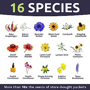 Texas Oklahoma Wildflower Seeds Mixture - Bulk 1 Ounce Packet - Over 15,000 Native Seeds - Open Pollinated and Non GMO