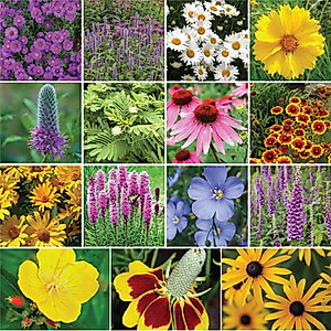 Midwest All Perennial Wildflower Seed Mix - 5 Pounds - Mixed Wildflower Seeds, Attracts Bees, Attracts Butterflies, Attracts Hummingbirds, Attracts Pollinators, Easy to Grow & Maintain, Cut Flower