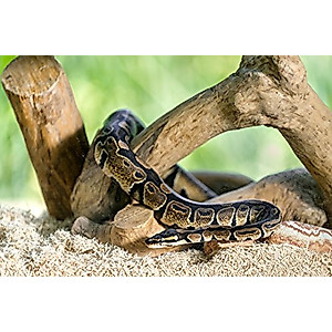 Galápagos (05064) Aspen Digs Shavings Bedding, 8-Quart, Natural