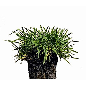 Zoysia Plugs - 100 Large Plugs, Drought Tolerant, Low Maintenance