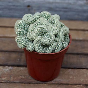 CHUXAY GARDEN Green Brain Cactus Seed,Stenocactus Multicostatus 10 Seeds Rare Succulents Plant Bloom Spring and Summer Great Houseplant Easy Care
