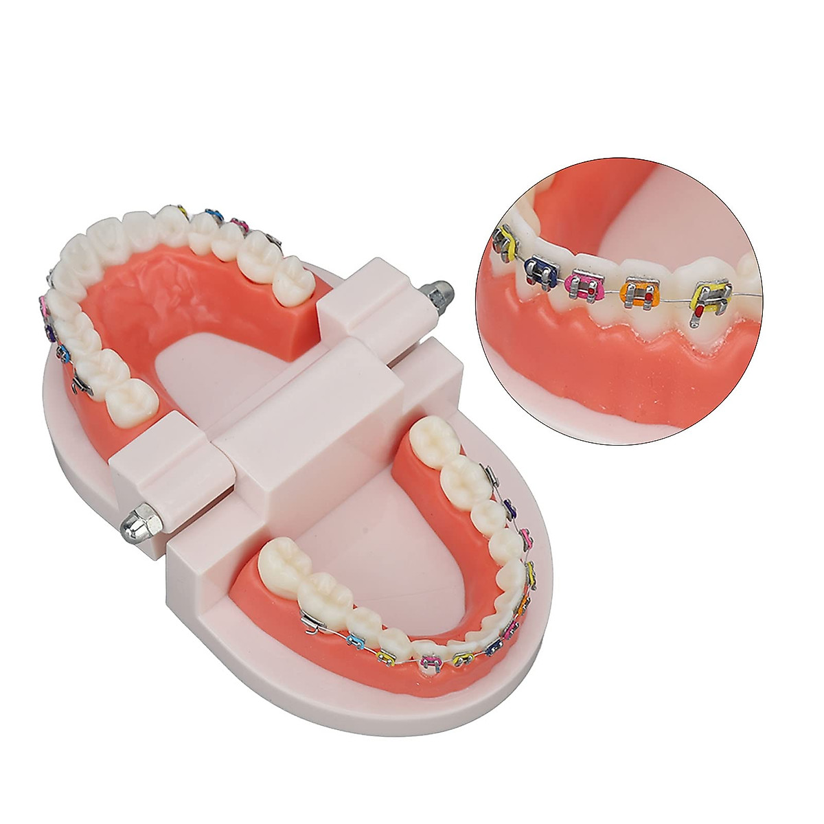 Typodonts Orthodontics Demonstration Model, Dental Orthodontic Model with Metal Wires and Bracket Teaching for Adults and Children Learning