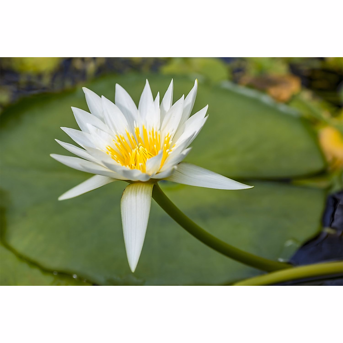 60 Pcs Mix Bonsai Bowl Lotus Seeds, Water Lilys Flower Plant, Lotus Seeds for Planting Water Features Seeds Non-GMO Fresh Garden Seeds