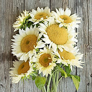 QAUZUY GARDEN 25 White Sunflower Seeds Premium Helianthus Annuus Flower Seeds, Striking Exotic Flower for Home Garden Office Yard Decor, Easy to Grow