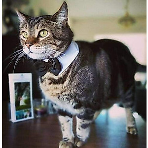 Easter Dog or Cat Small Collar Bow Tie, Adjustable Puppy or Kitten Medium Neck Bowtie for Wedding Birthday Gift D-BT-T1 (Formal Tuxedo Collar Bowtie)