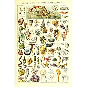 Meishe Art Poster Print Vintage Biology Botanical Science Wall Decor Sea Creature Animals Seashell Fish Marine Life Vegetables Birds Feather Butterflies Breeds Species Identification Set of 6pcs