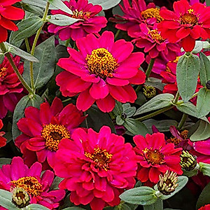 Outsidepride Zinnia Profusion Double Hot Cherry Heat & Drought Tolerant Garden Cut Flowers - 50 Seeds