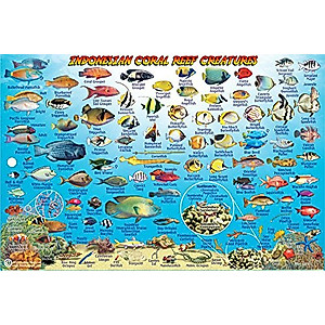 Bali Indonesia Dive Map & Coral Reef Creatures Guide Franko Maps Laminated Fish Card