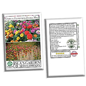 Dahlia Flowered Zinnia Mix Flower Seeds for Planting, 500+ Heirloom Flower Seeds Per Packet, (Isla's Garden Seeds), Non GMO Seeds, Scientific Name: Zinnia elegans, Great Home Garden Gift