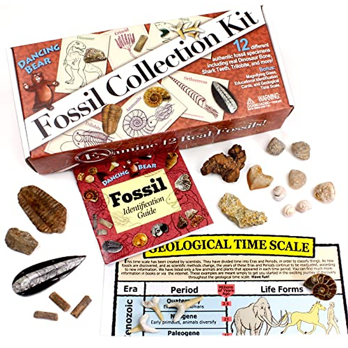 DANCING BEAR FOSSIL COLLECTION Kit (12 Different Types of Specimens): Trilobite, Dinosaur Bone, Shark teeth, Coprolite (fossilized Turtle Poop) Fossil ID Book, Magnifying Glass, STEM Science Set, Made in the USA