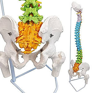 Merinden Spine Model,34.3" Flexible Life Size Spinal Cord Model with Stand, Chiropractic with Pelvis, Spinal Cord, Nerves and Vertebrae, Anatomical Spine Model ​for Science Study or Patient Education