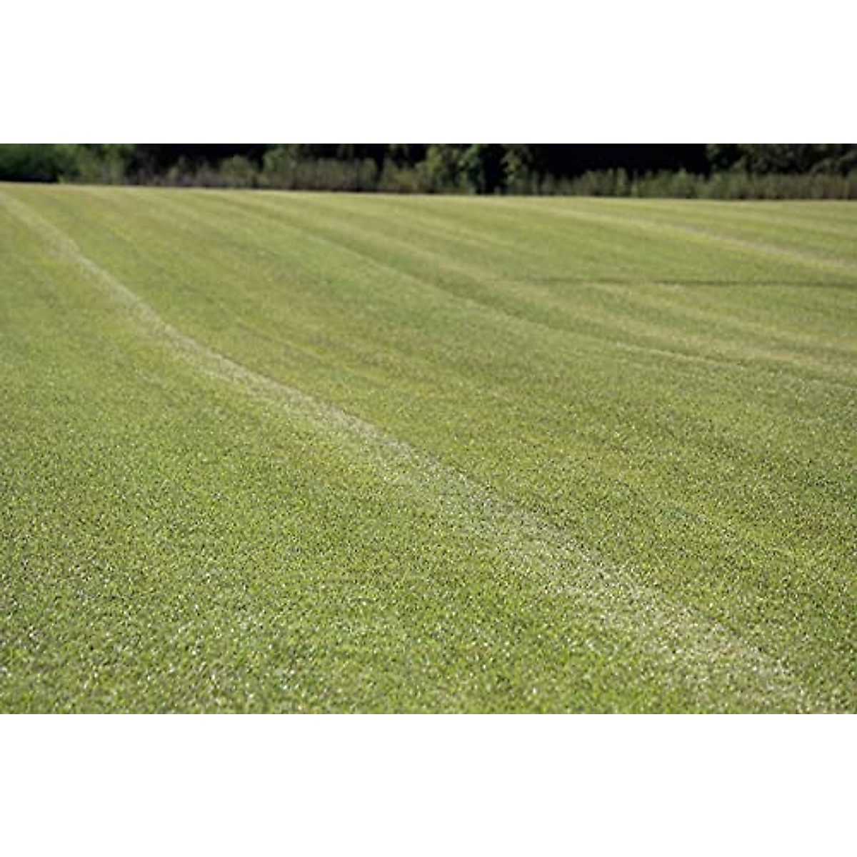 Centipede Grass Seed for a Dense Green Lawn, NO Mulch, 1 lb Coated Seeds, Sun and Moderate Shade Tolerant Lawn Seeding and Turf Patch Repair, Southern Southeast US, Low Fertilizer Low Maintenance