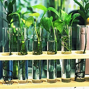 Wooden Colorimetric Test Tube Rack 6 Hole Thick Wood Wooden Tube Rack Laboratory Exports Manufacturers Hole Diameter 28mm