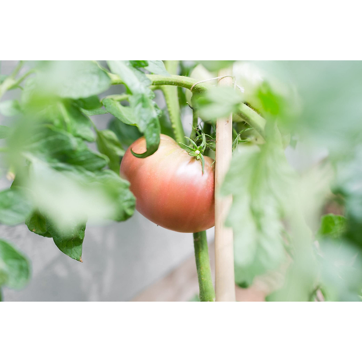 Sereniseed Certified Organic Tomato Seeds (10-Pack) – Non GMO, Open Pollinated – Cherokee Purple, Chocolate Cherry, Green Zebra, Brandywine Pink, Black Krim and More - Tomato Seeds for Planting