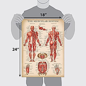 Palace Learning Vintage Muscular System Anatomical Chart - Human Muscle Anatomy Poster (LAMINATED, 18" x 24")
