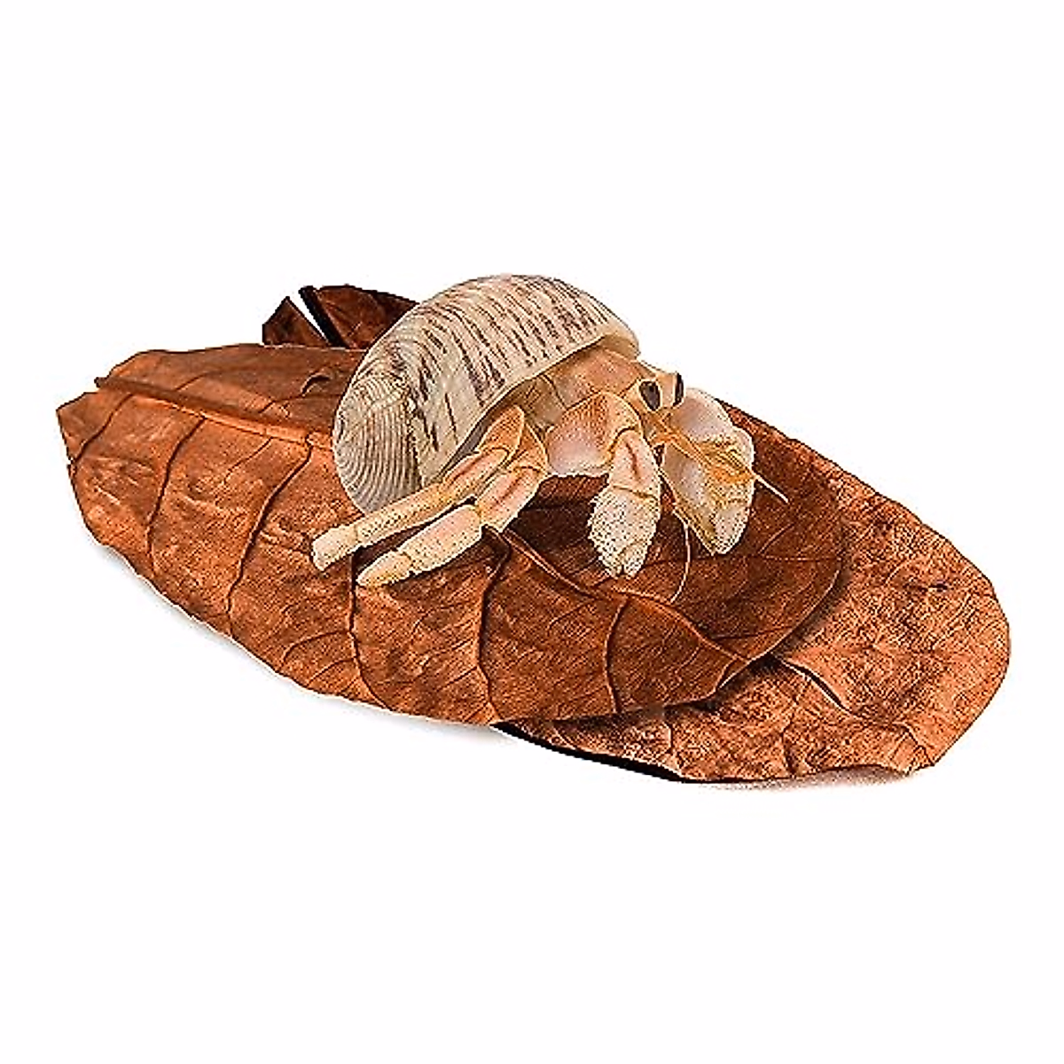 SunGrow 10 Pack Large Hermit Crab Catappa Indian Almond Leaves, 7-9 inches Long, Dried Leaves for Added Humidity, Delicious Crab Treat and Source of Cellulose