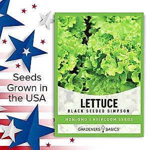 Green Leaf Lettuce Seeds For Planting - (Black Seeded Simpson Variety) Heirloom, Non-GMO Lettuce Variety- 2 Grams Seed Great For Spring, Summer, Fall, Winter Garden and Hydroponics by Gardeners Basics
