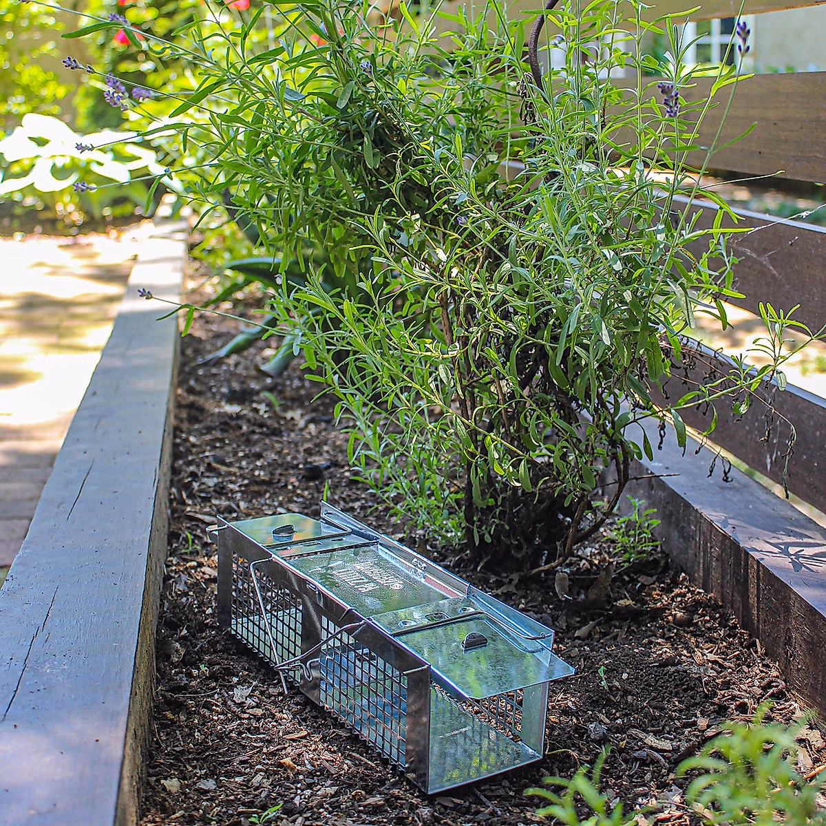 Havahart 1020 X-Small 2-Door Humane Catch and Release Live Animal Trap for Moles, Rodents, Shrews, Mice, Voles, and Other Small Animals