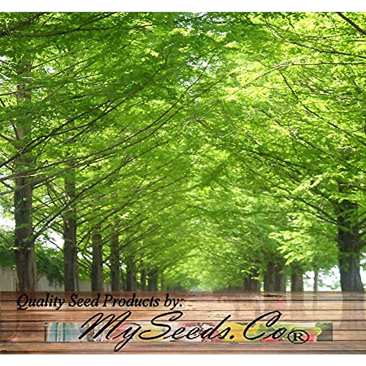 Big Pack - (1,000) Dawn Redwood Tree Seeds - Metasequoia glyptostroboides - by MySeeds.Co (Big Pack - Dawn Redwood)