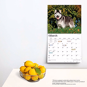 The Beauty of Siberian Huskies | 2024 14 x 24 Inch Monthly Deluxe Wall Calendar | Sticker Sheet | StarGifts | Animal Dog Breeds Husky