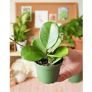 Hoya Obovata Splash Live Plant Houseplants - 3'' Pot Ornaments Perennials Garden Growing Planting Can Grow Well Pots Gift