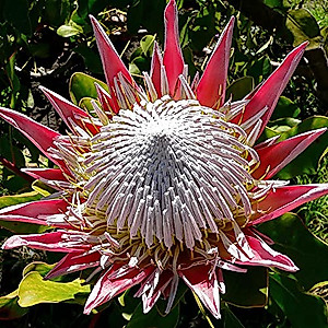 YEGAOL Garden 60Pcs Protea Cynaroides Seeds King Protea Seeds Cape Artichoke Flower Seeds Evergreen Cut Flowers Deer Resistant Drought Tolerant Beds Borders Patio Containers