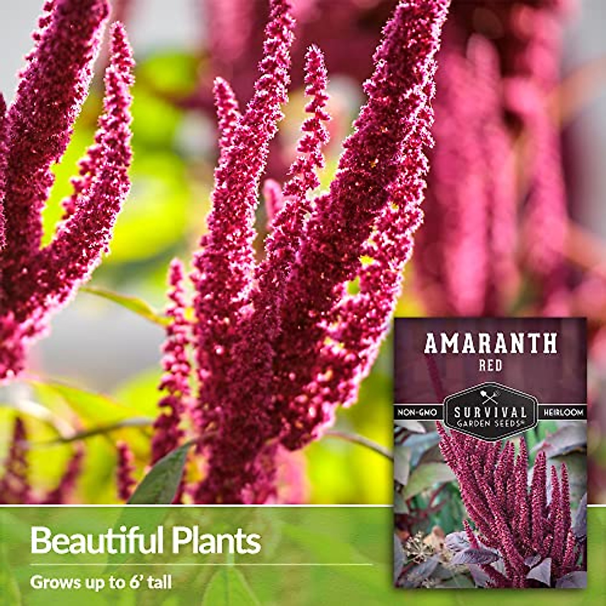 Survival Garden Seeds - Red Amaranth Seed for Planting - Packet with Instructions to Plant and Grow Giant Burgundy Grain Plants in Your Home Vegetable Garden - Non-GMO Heirloom Variety