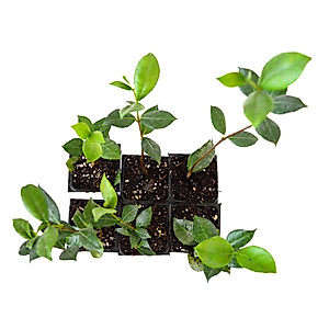 9GreenBox - Confederate Jasmine - 6 Pack