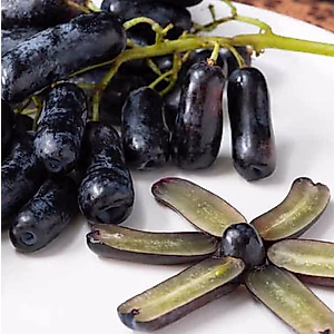 CHUXAY GARDEN Purple Finger Grape Seed 70 Seeds Sweet Fruit Grape Vine Organic Fresh Fruit Gardening Gifts